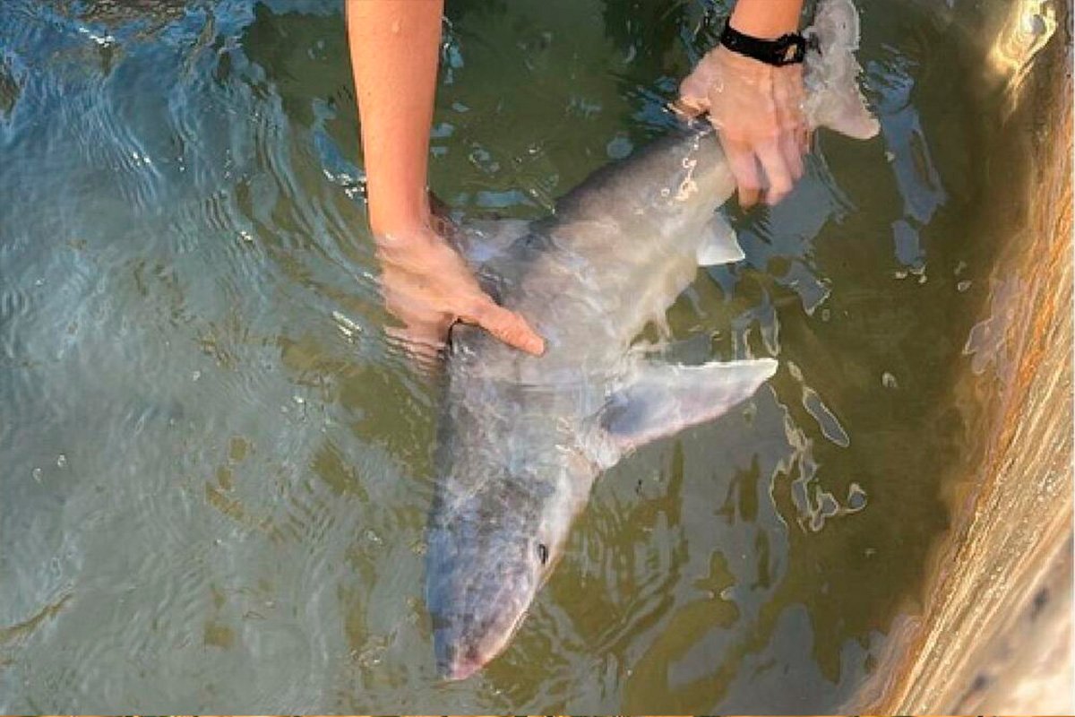 Kod Herceg Novog ulovljena ajkula (Foto) | Trebinje Live